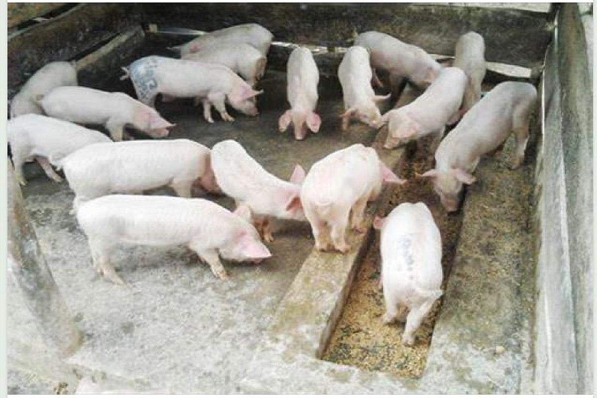 Minidot Agro-Allied Farms – Piggery and other livestock farm
